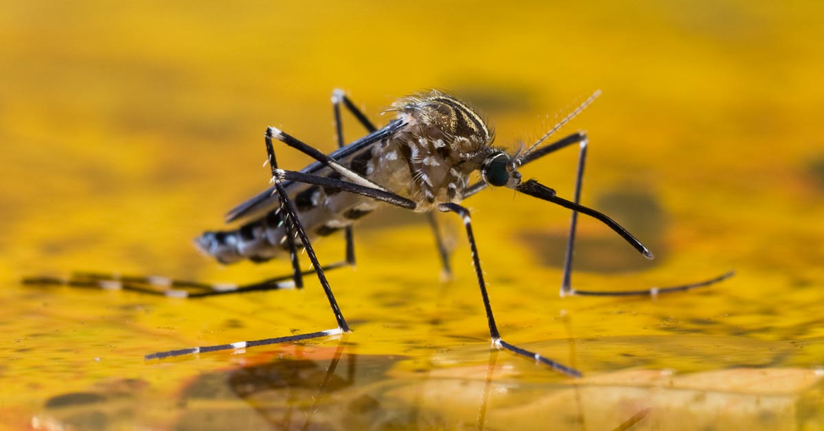 Mosquito Pool Test Positive for West Nile Virus - Lambton Public Health